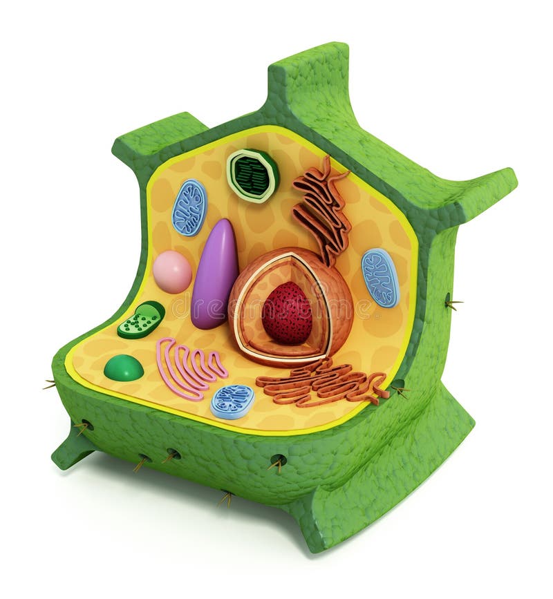 Plant Cell Structure. 3D Illustration Stock Illustration - Illustration ...