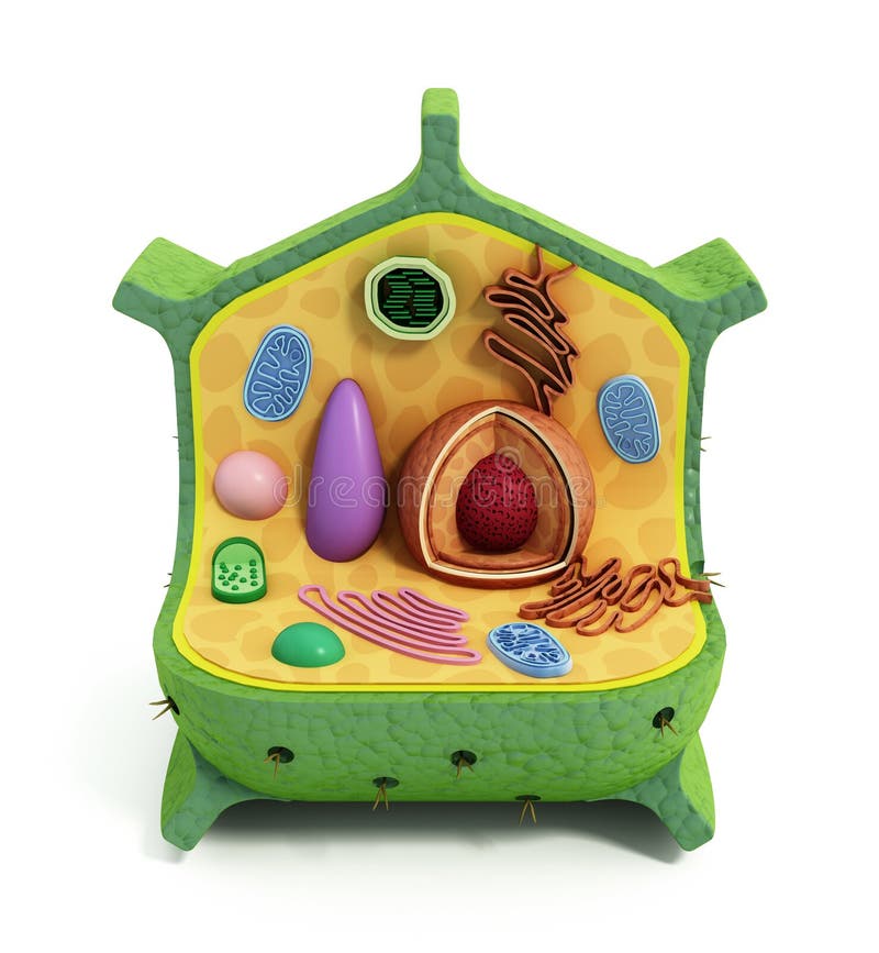 Plant Cell Structure. 3D Illustration Stock Illustration - Illustration ...