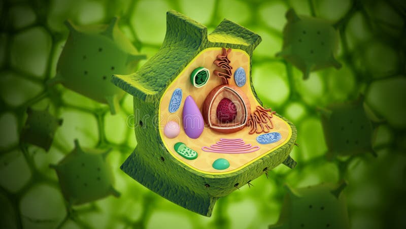 Plant Cell Structure. 3D Illustration Stock Illustration - Illustration ...