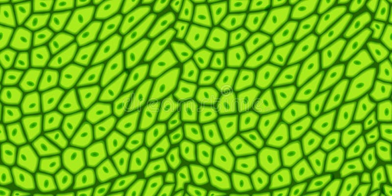 Plant Cell Texture Under a Microscope or Abstract Green Seamless ...