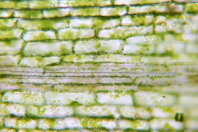 Plant cell stock image. Image of cell, biological, biotechnology ...