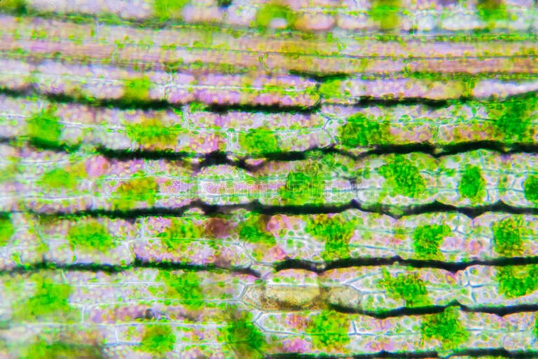 Plant Cell Under the Microscope View Stock Image - Image of botany ...
