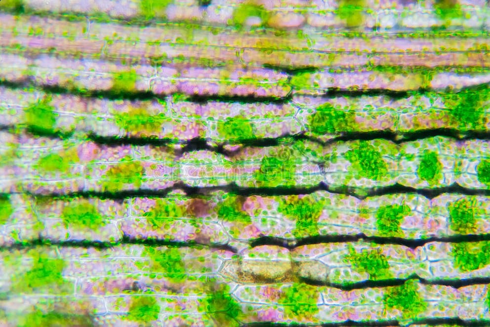 Plant Cell Under the Microscope View Stock Image - Image of botany ...