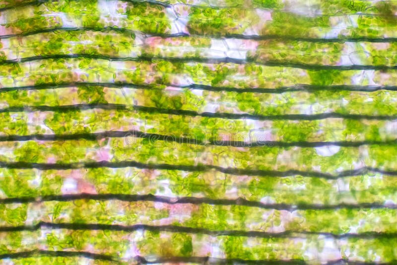 Plant Cell Under the Microscope View for Education Stock Image - Image ...