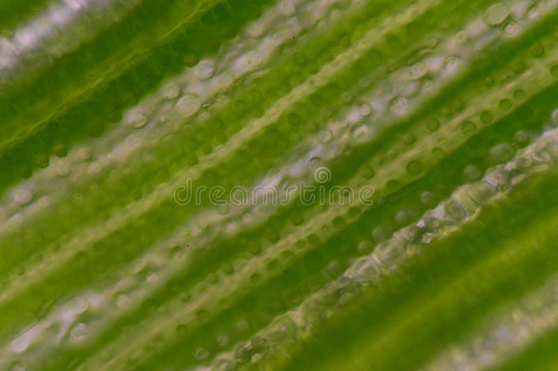 Plant cells background. stock photo. Image of biological - 92962306