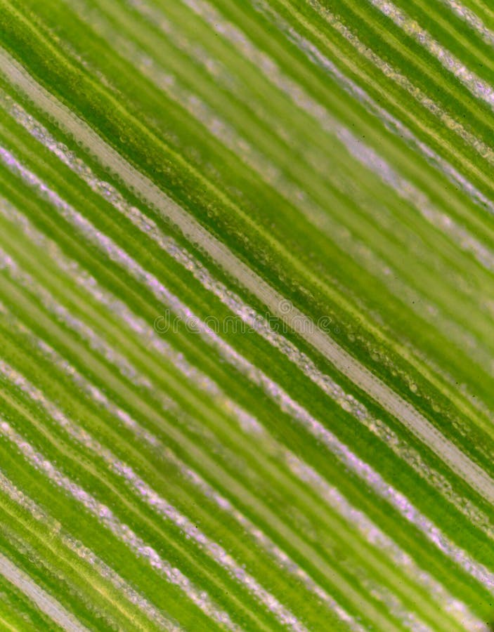 Plant cells background. stock photo. Image of macro, background - 92962430