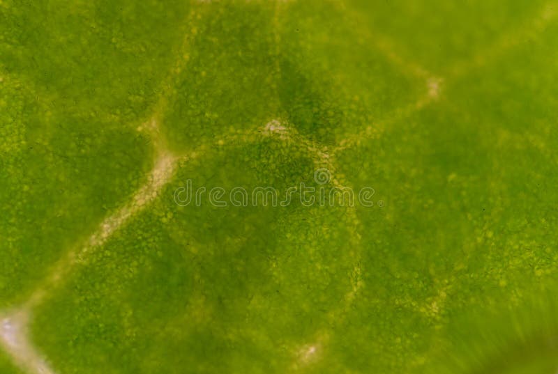 Plant cells background. stock photo. Image of green, botany - 92972198