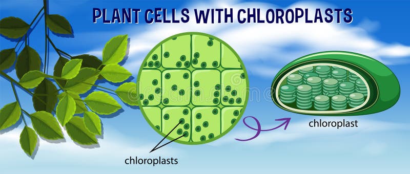 Plant Cells with Chloroplasts Stock Vector - Illustration of clipart ...