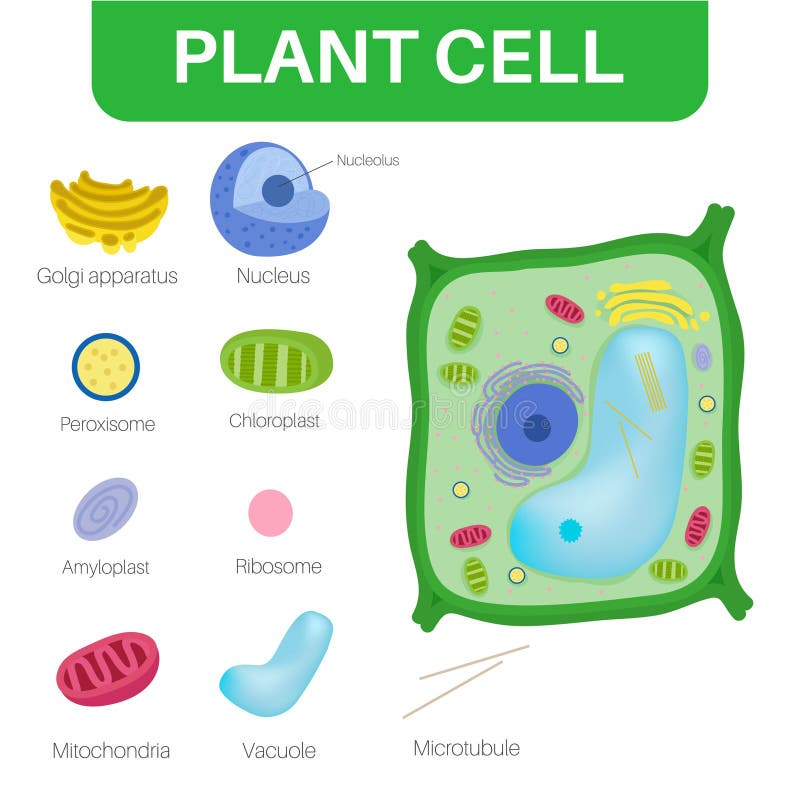 Microtubules Plant Cell