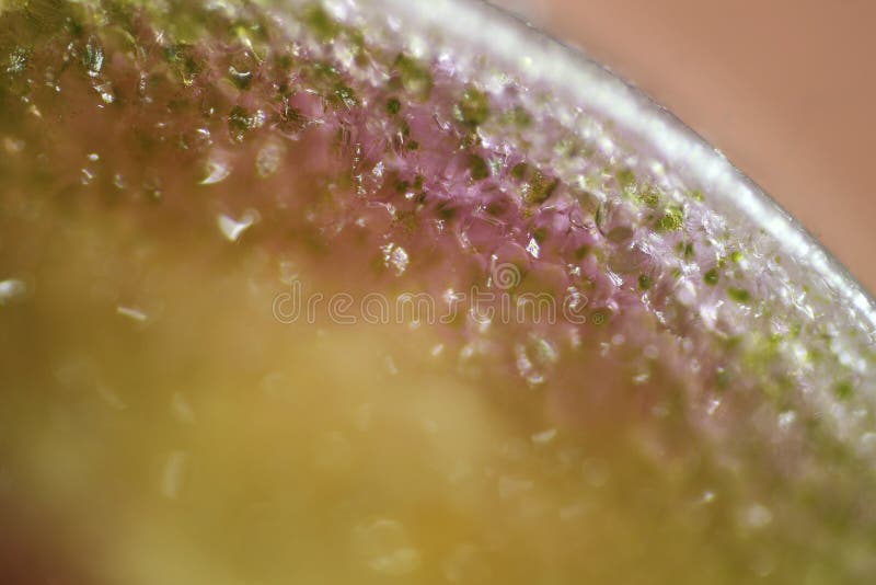 Plant Cells from Flower Petal Under Microscope Stock Photo - Image of ...