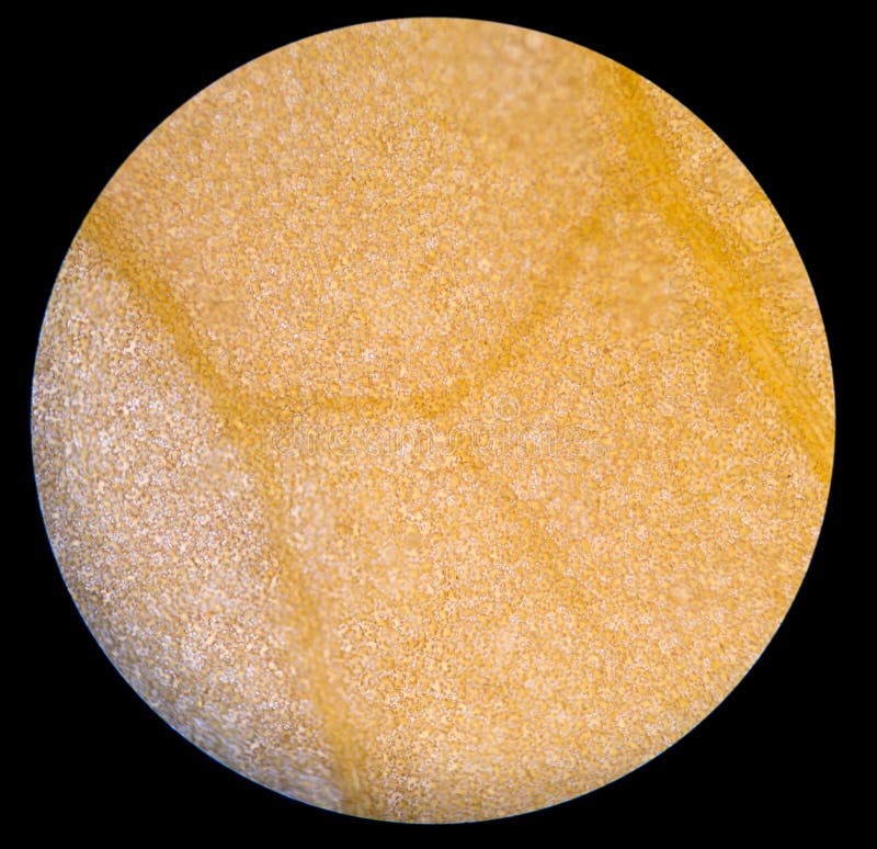 Plant cells. stock image. Image of microbes, micro, chlorophyll - 65642545