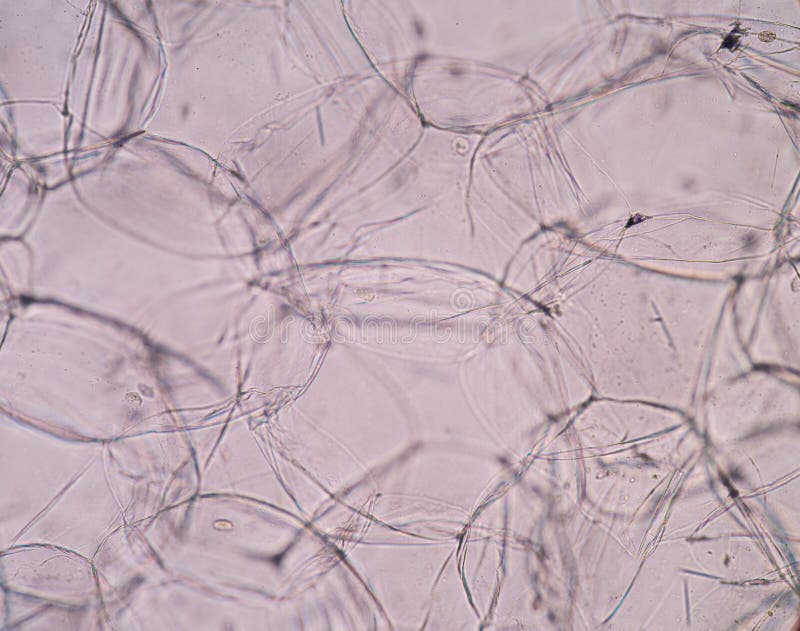 Real Plant Cells Stock Photos - Free & Royalty-Free Stock Photos from ...