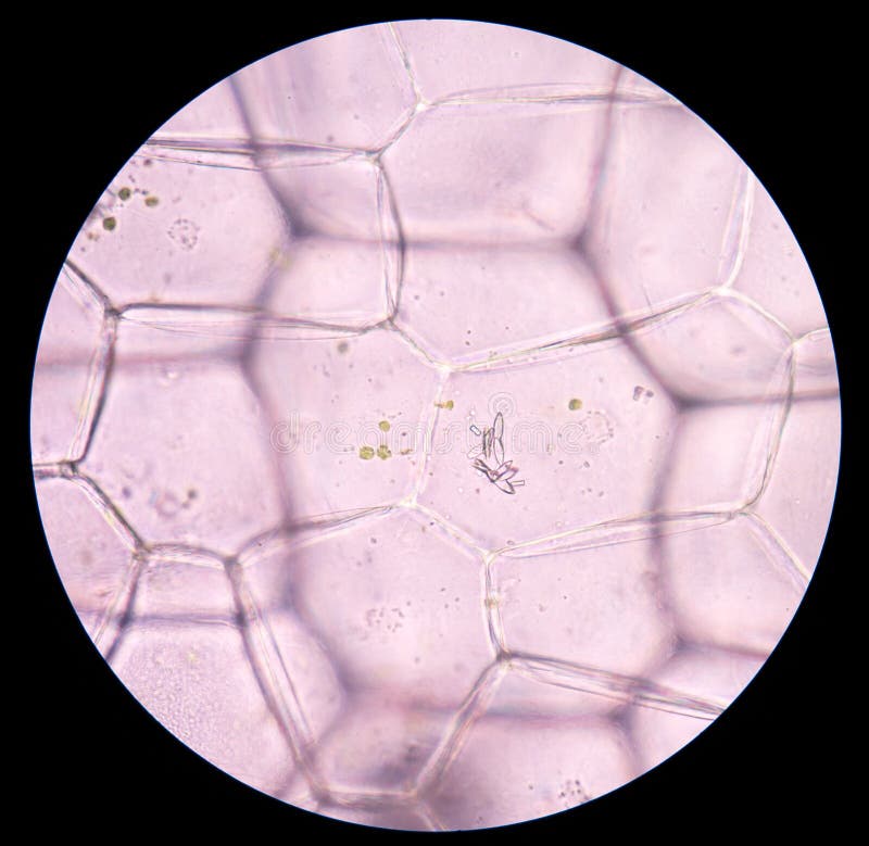 Plant Cells Under Microscope Stock Image - Image of botany, environment ...