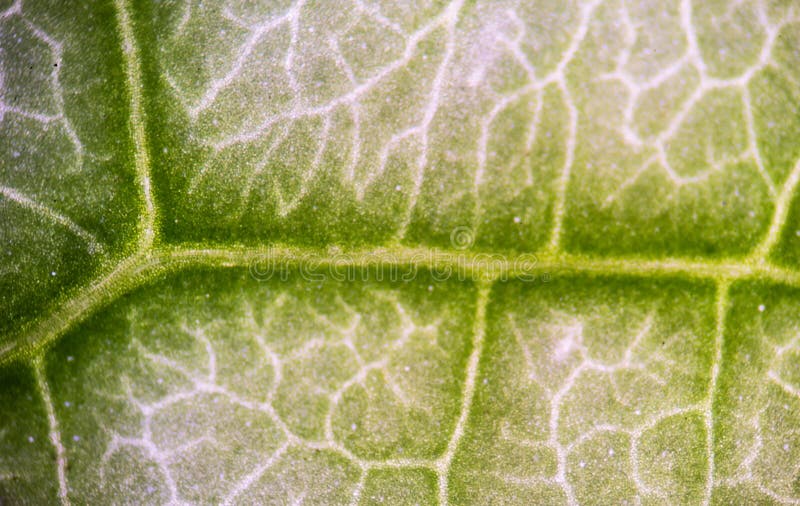 Plant Cells Under Microscope. Stock Image - Image of macro, geometric ...