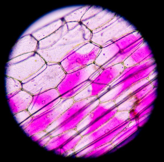 Plant Cells Under Microscope. 400x Stock Photo - Image of background ...