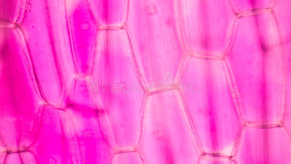 Pink Plant Cells Under Microscope Stock Photos - Free & Royalty-Free ...