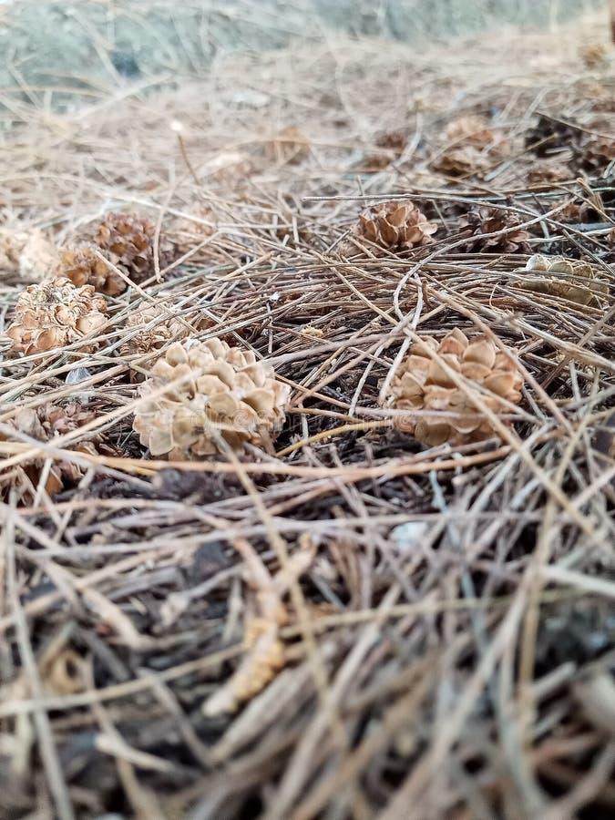 Plant Cemara fruit stock photo. Image of outdoor, plant - 277526014