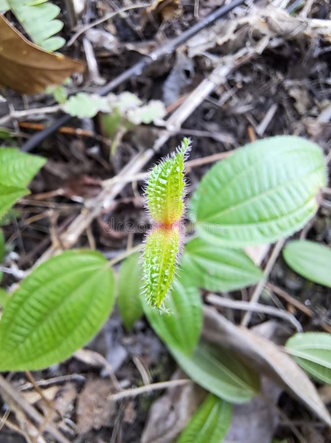 The Plant of Clidemia Hirta Stock Image - Image of clidemia, hirta ...