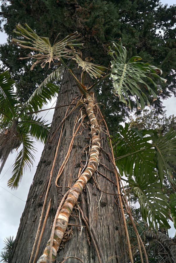Plant Climbing Tree Trunk in the Jungle Stock Photo - Image of trunk ...
