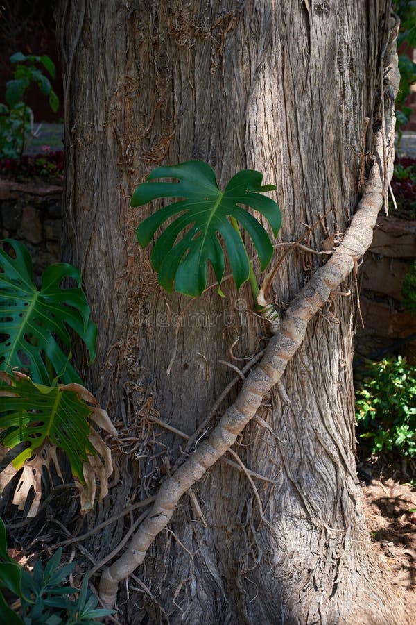 1,038 Plant Synergy Stock Photos - Free & Royalty-Free Stock Photos ...