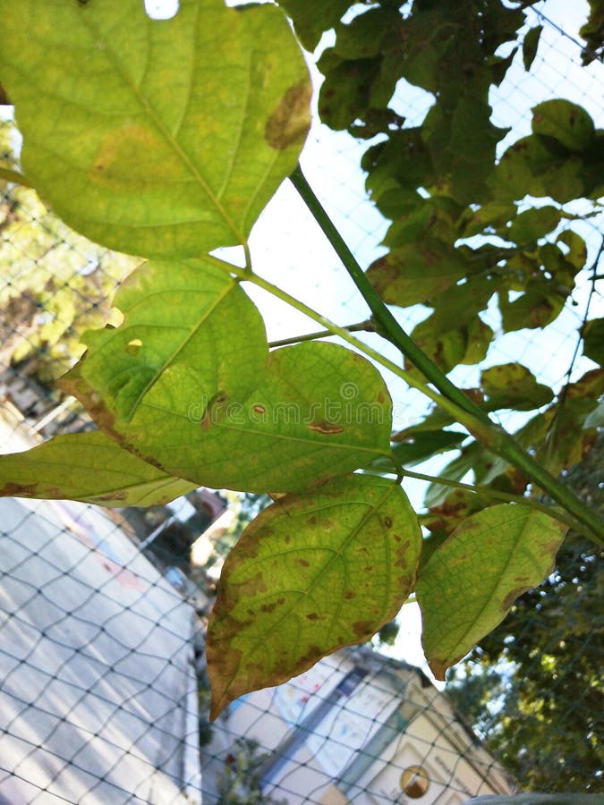 Plant Closeup Leaves Bright Green Focused Stock Photo - Image of bright ...