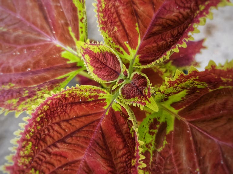 Coleus Plant stock image. Image of shoo, branch, collus - 200740837