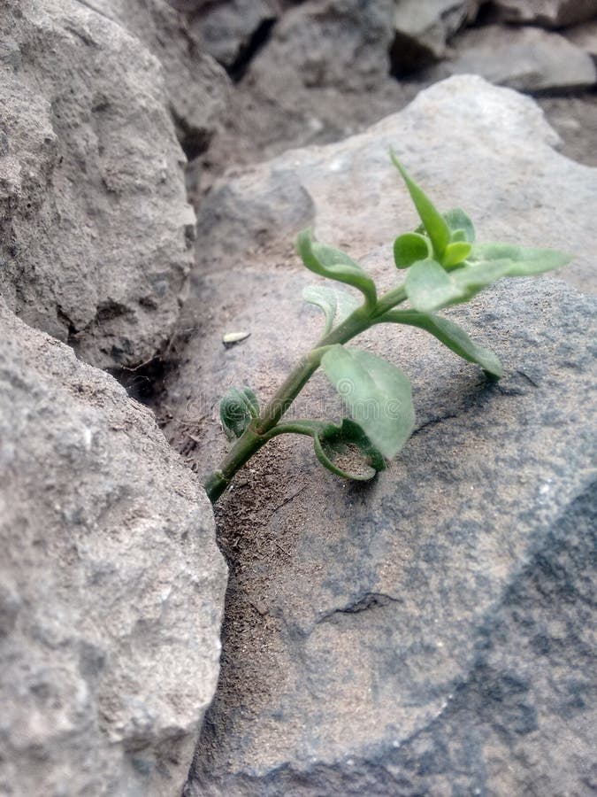 Plant stock photo. Image of plant, coming, rocks, green - 123916102