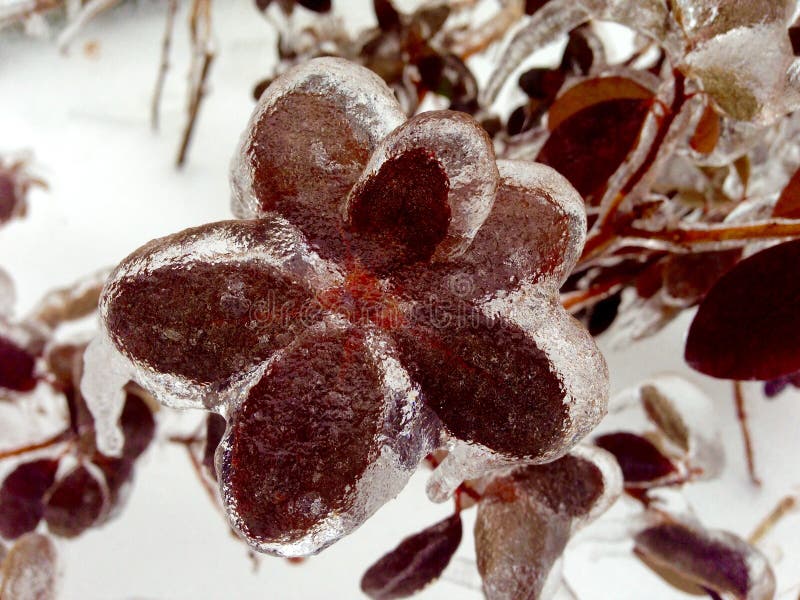 Plant Covered in Ice stock image. Image of pretty, flower - 69663711
