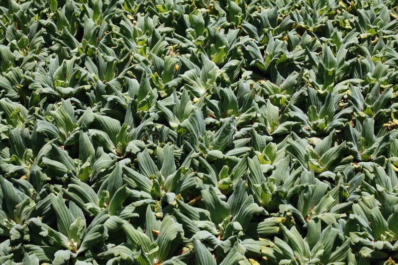 Plant Crop in Field. Decorative Background Design Stock Image - Image ...
