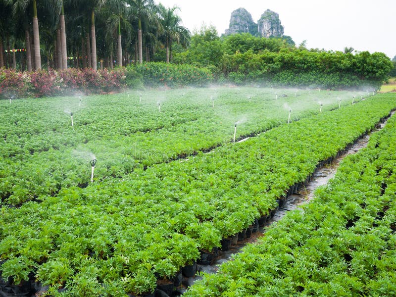 Cultivating plant stock photo. Image of female, natural - 16159084