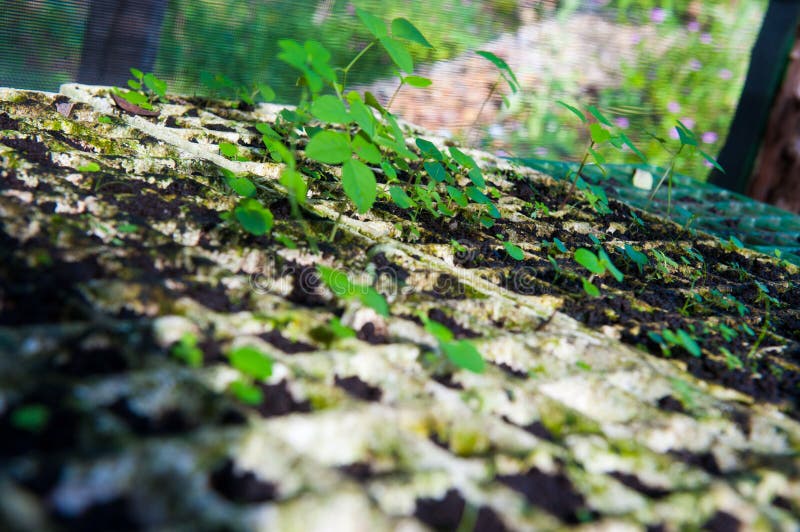 Plant cultivation stock image. Image of enviroment, nature - 43406849