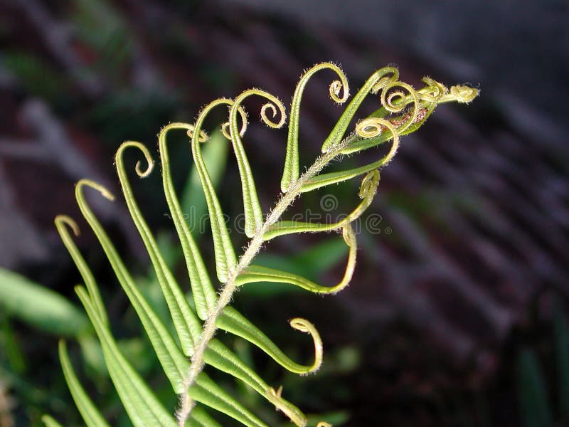 Plant in curves stock photo. Image of garden, green, tropical - 429974