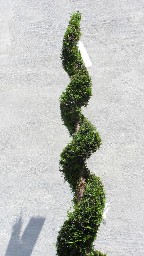 Plant Cut and Ornamental Shrub Stock Image - Image of apartment ...