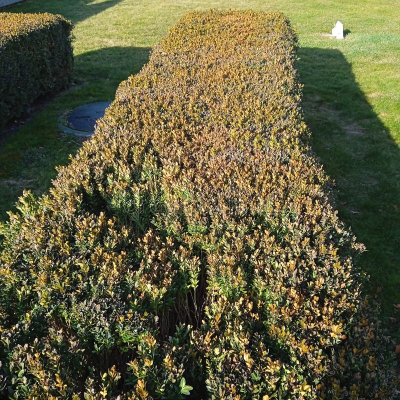 Plant Cut and Ornamental Shrub Stock Photo - Image of housing ...