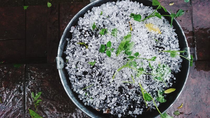 Plant damaged by hail stock image. Image of plant, view - 93447079