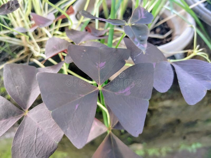 A Plant with Dark Purple Triangular Leaves, Possibly a Type of Oxalis ...