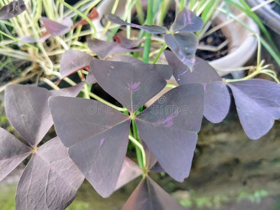 A Plant with Dark Purple Triangular Leaves, Possibly a Type of Oxalis ...