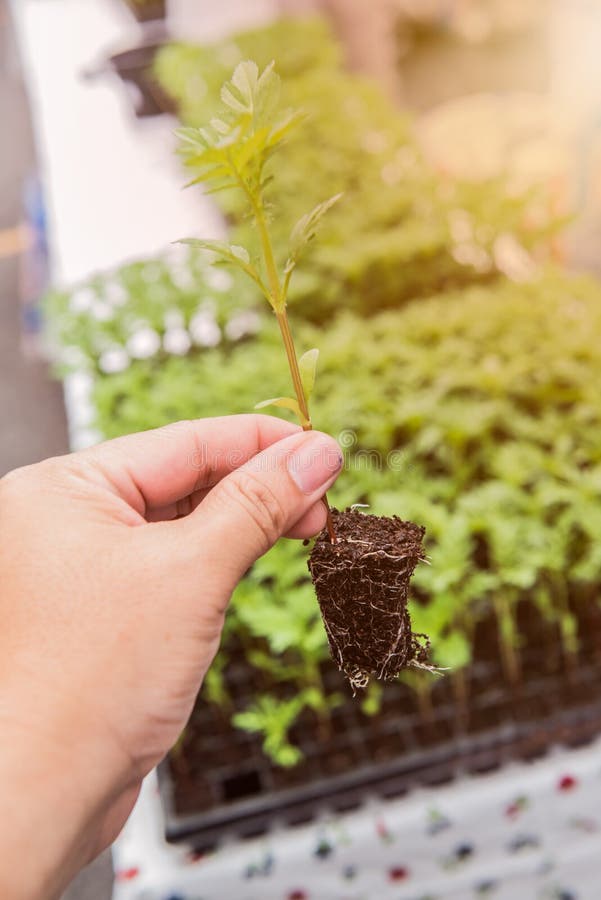 Plant de boom stock afbeelding. Image of landschap, vergroot - 100372841