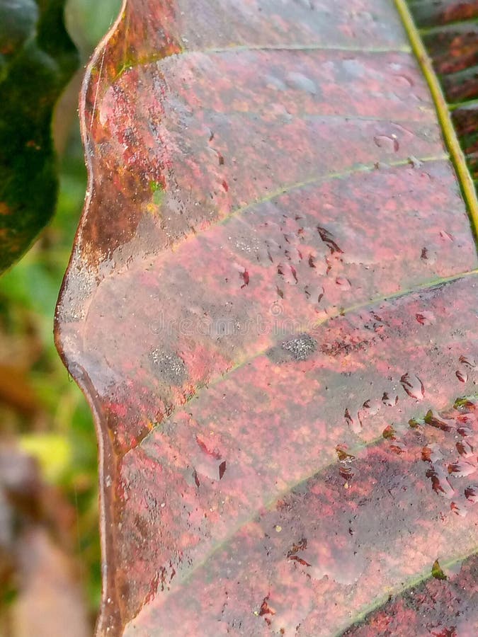 Plant Deep Red Leaf Summer with Green Stock Image - Image of wildlife ...