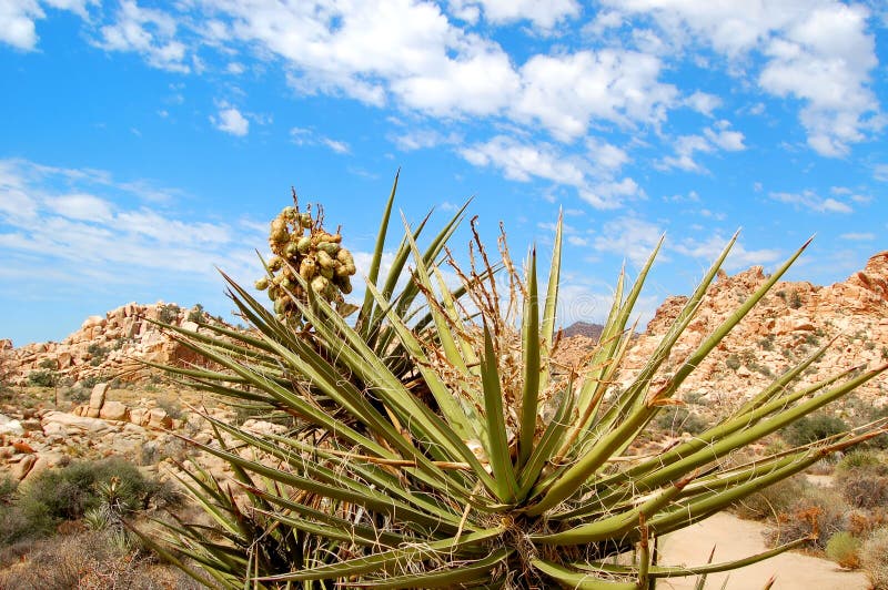 Spiky Plant Desert Stock Images - Download 3,807 Royalty Free Photos
