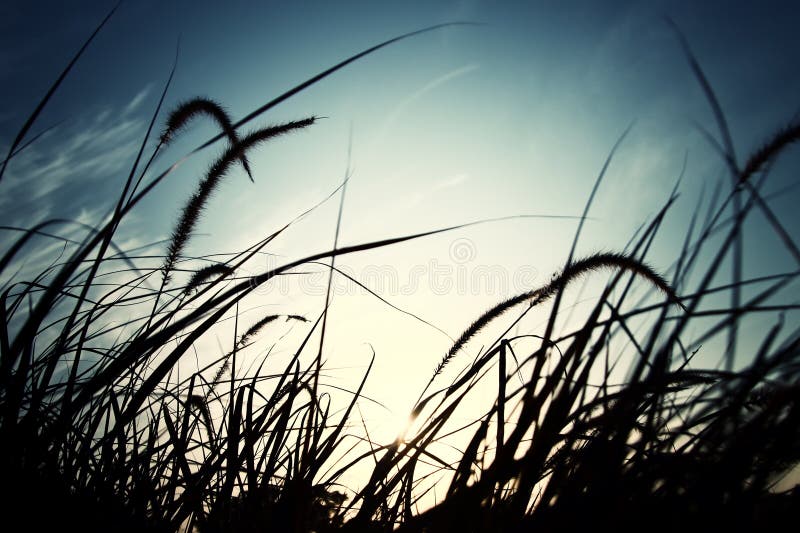 Plant Detail in the Forest at Springtime Stock Photo - Image of macro ...