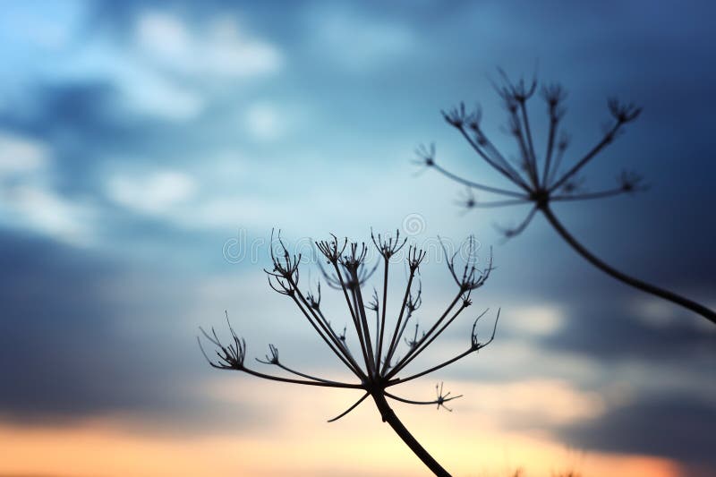 Plant Detail in the Forest at Sunset Time Stock Photo - Image of spring ...