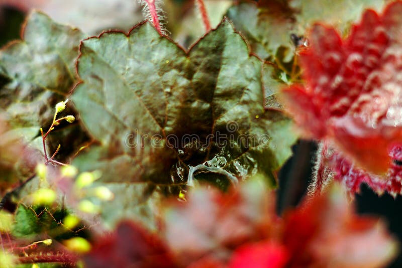 Plant Details. Plant Background, Pattern or Texture. Stock Photo ...