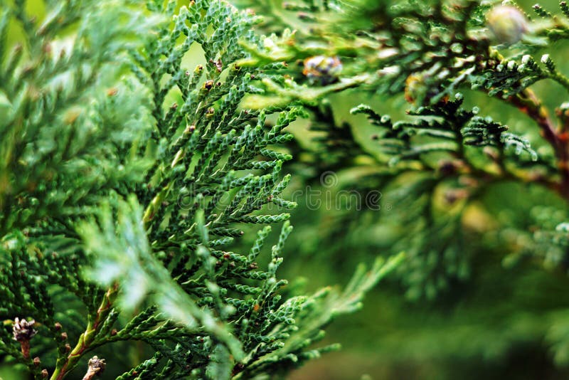 Plant Details. Plant Background, Pattern or Texture. Stock Photo ...