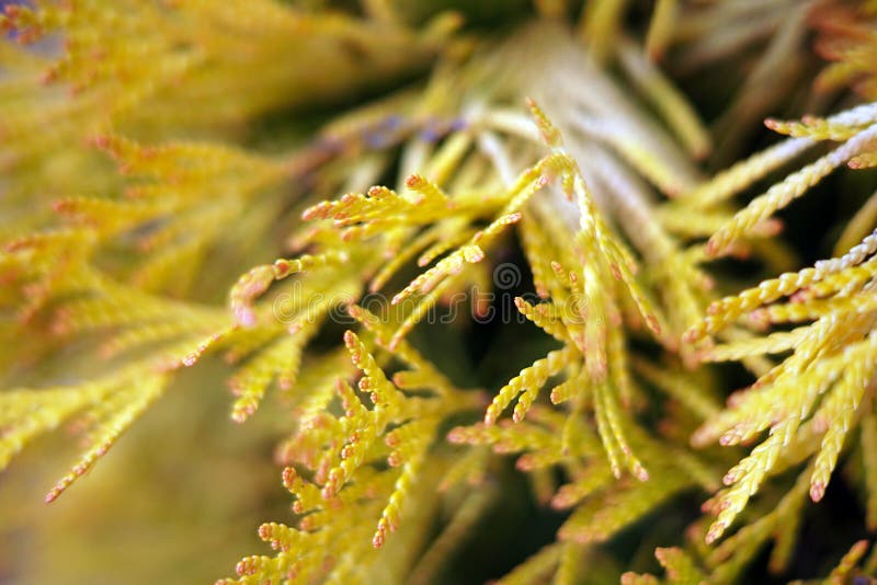 Plant Details. Plant Background, Pattern or Texture. Stock Photo ...