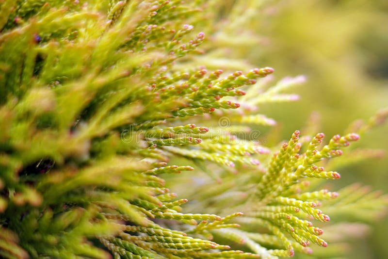 Plant Details. Plant Background, Pattern or Texture. Stock Image ...