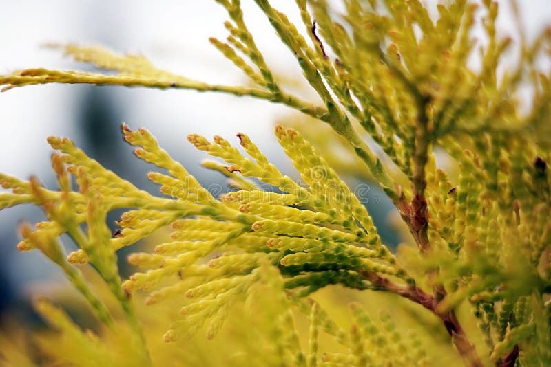 Plant Details. Plant Background, Pattern or Texture. Stock Photo ...