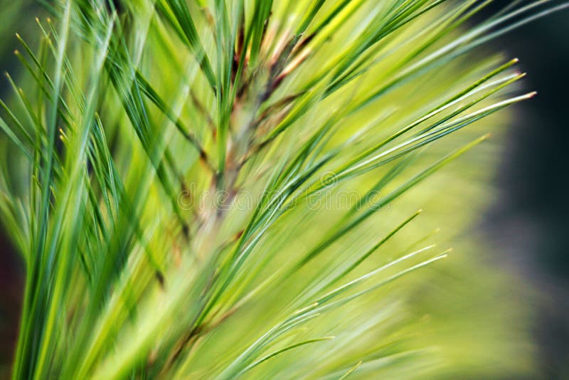 Plant Details. Plant Background, Pattern or Texture. Stock Photo ...