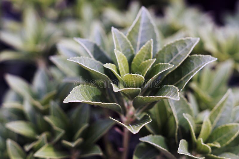 Plant Details. Plant Background, Pattern or Texture. Stock Photo ...