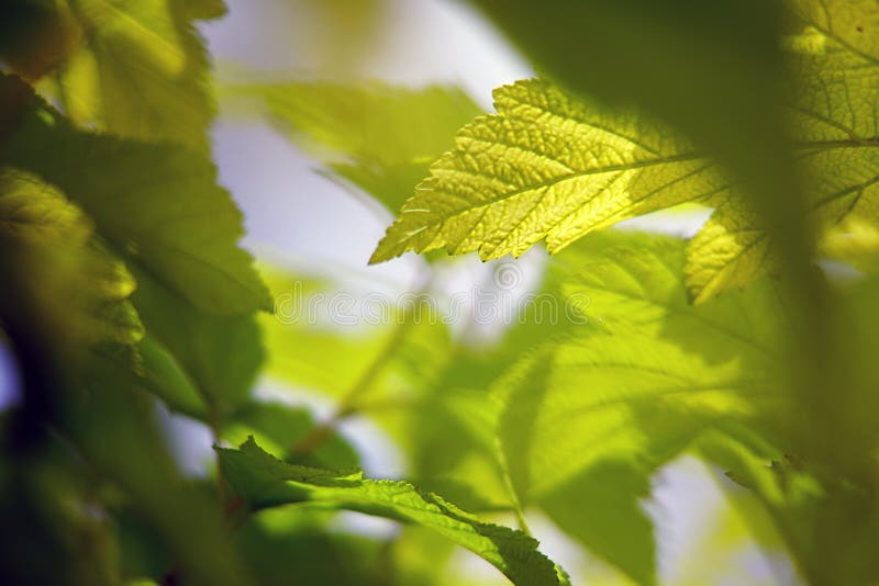 Plant Details. Plants Background, Pattern or Texture. Stock Photo ...